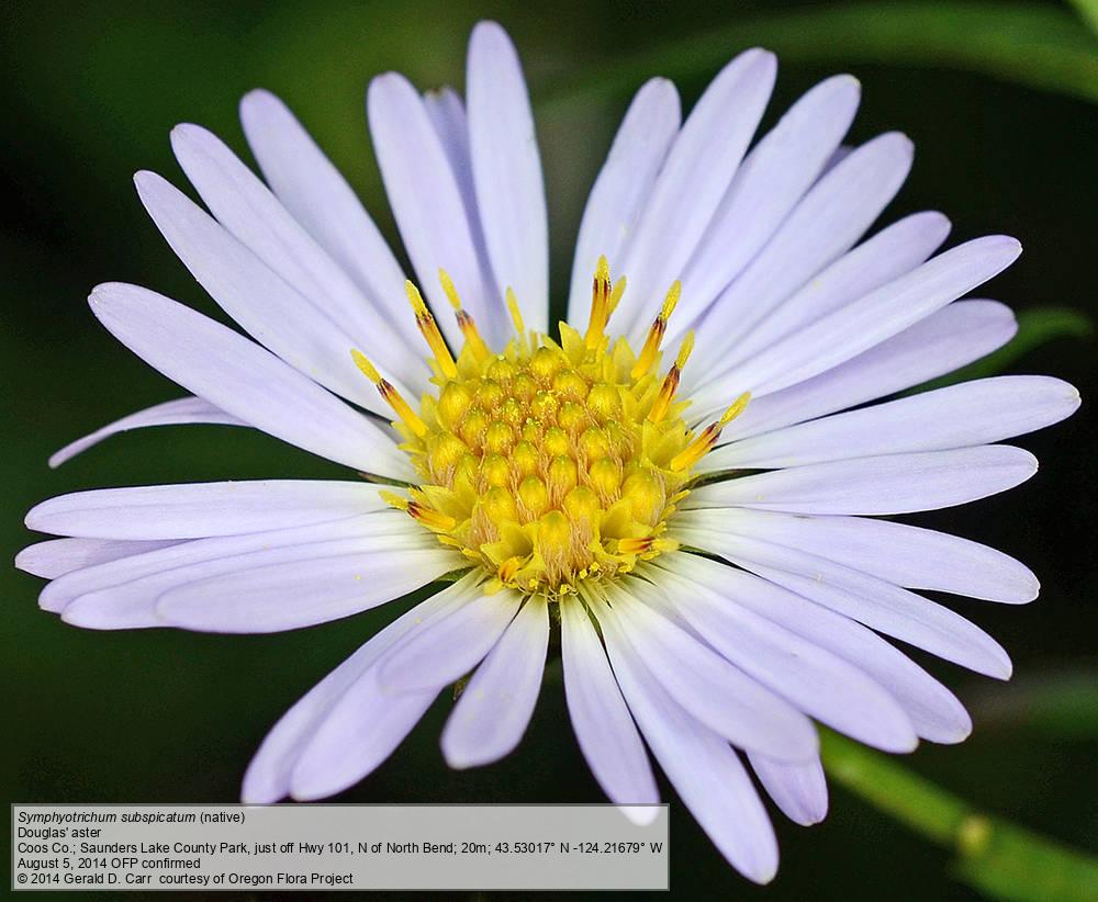 The Birds and the Bees (and the Butterflies, Please!) – Tagged "Tellima ...
